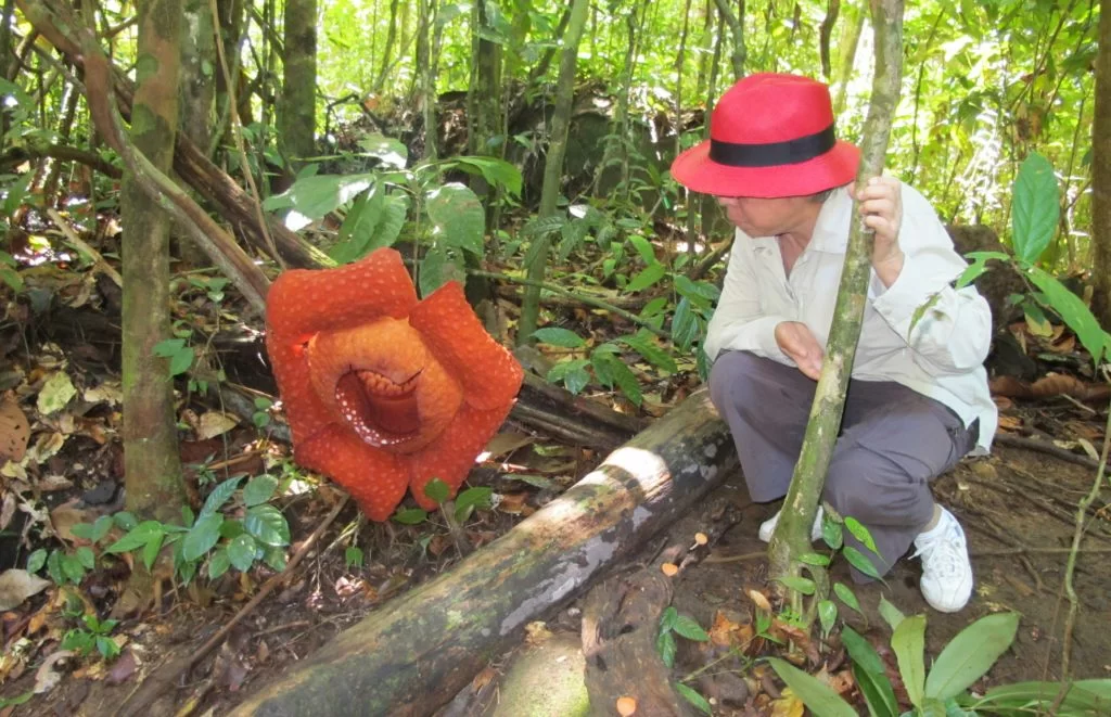 西西專欄：感情豐富的植物 -專欄- 明周文化
