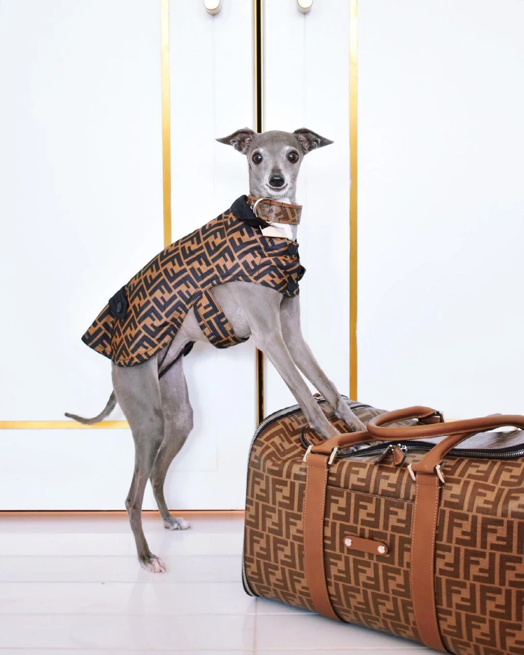 穿名牌的狗狗KOL！可愛得心也融化！ -Fashion- INNER