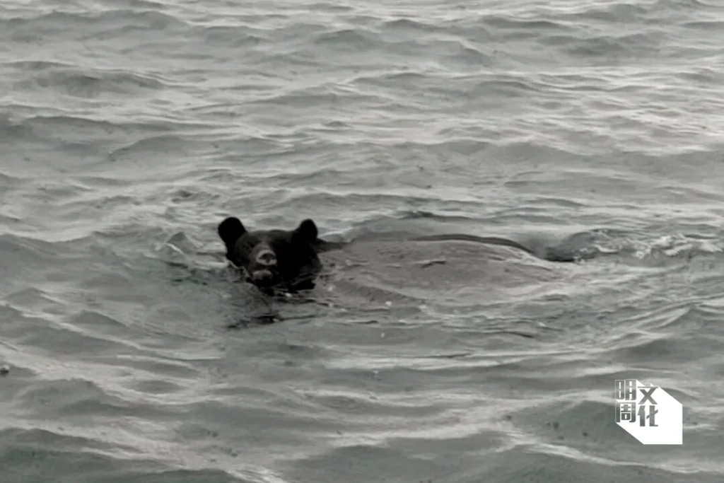 日本青森縣野 漁夫從漁船上目擊一頭熊正在海中游泳 該熊當場被獵人獵殺 -社會- 明周文化